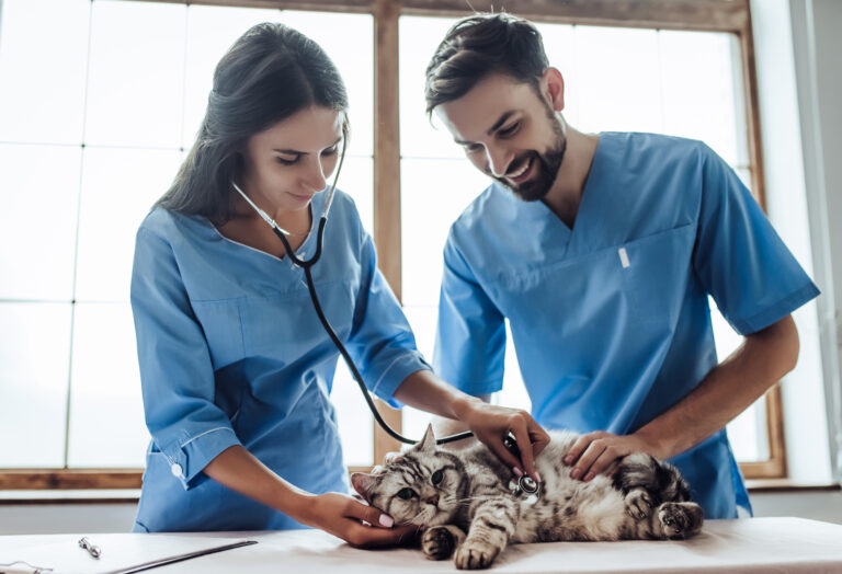 Vet Tech Program Essentials: What to Look For - Free College Info